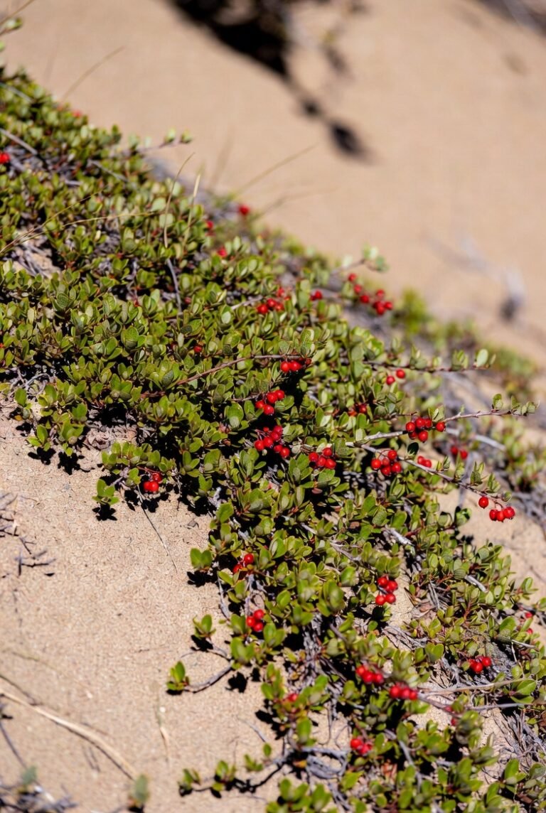 16 Cape Cod Landscaping Ideas | Garden & Outdoor Design